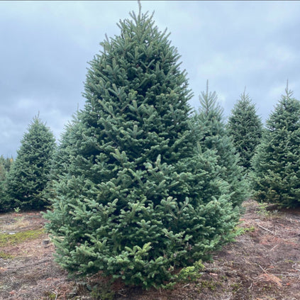 Buy Real Christmas Trees Online Delivery – Christmas Trees In The Mail