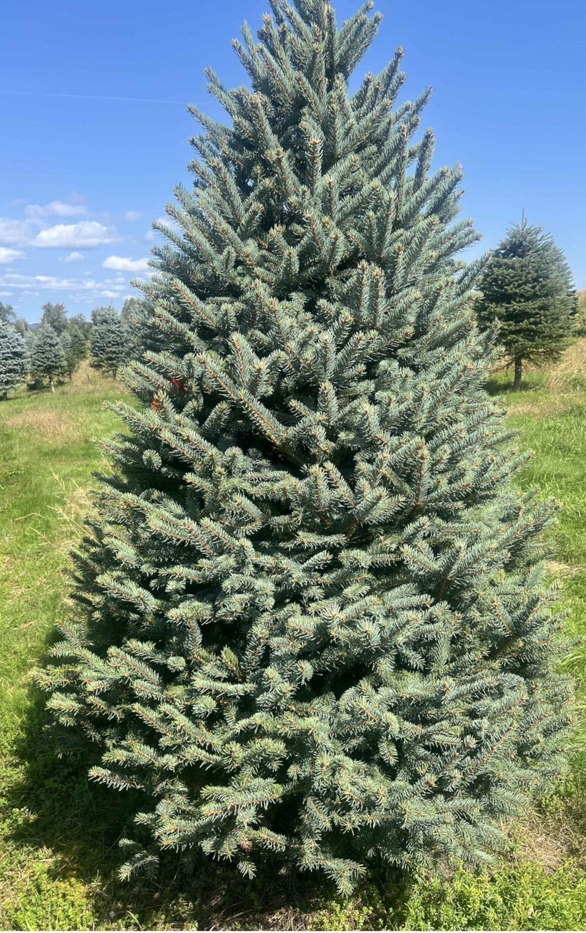 Blue Spruce Real Christmas Tree – Christmas Trees In The Mail