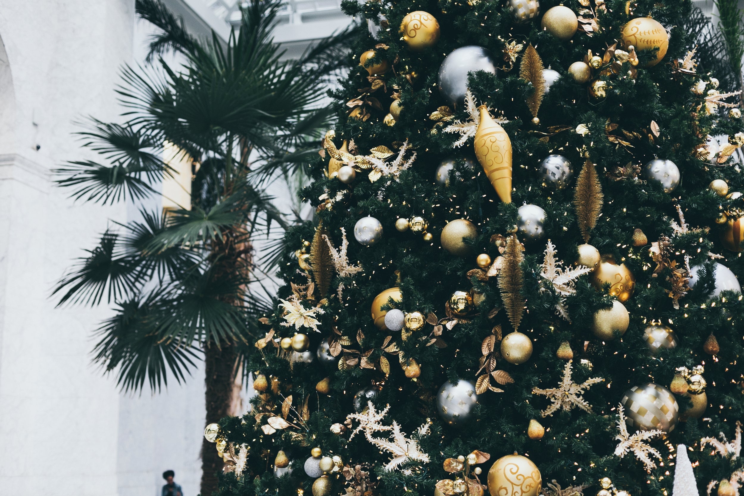 Christmas Tree Care – Christmas Trees In The Mail