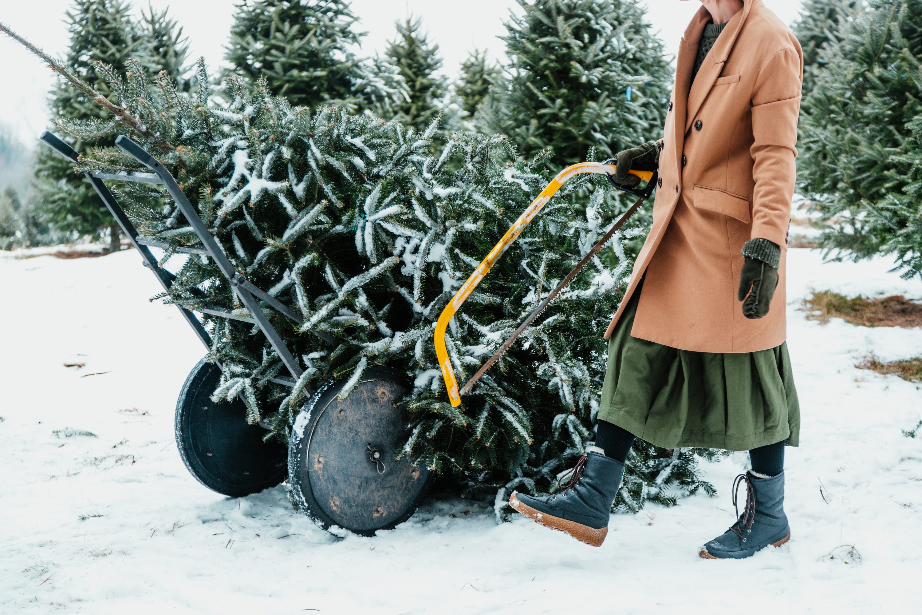 Christmas Tree Care – Christmas Trees In The Mail