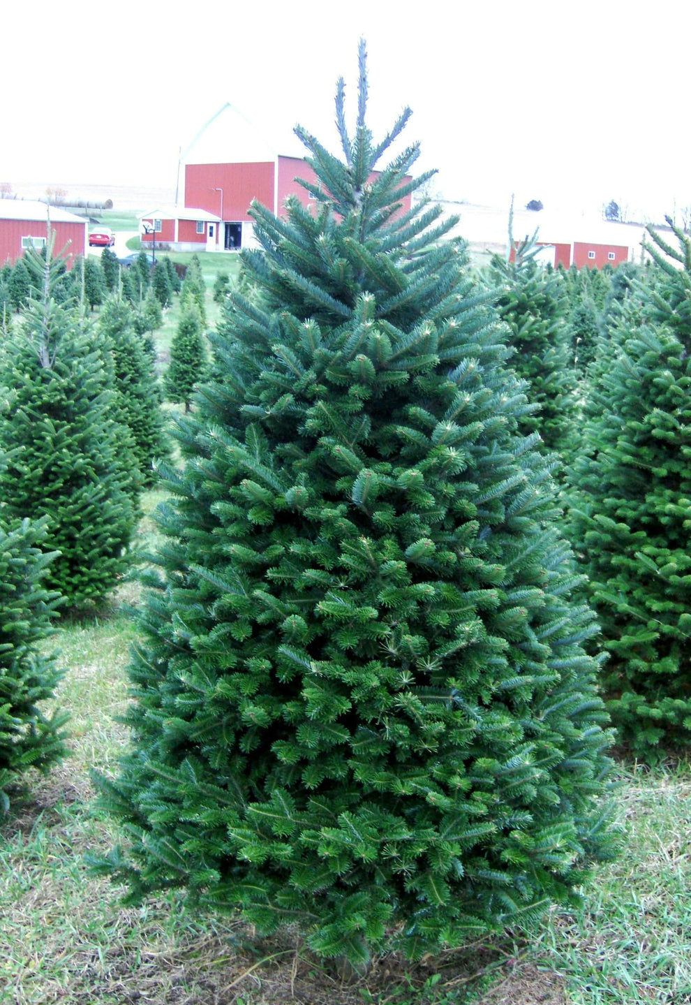 Real Christmas Trees Delivered 6 Foot Premium Balsam Fir Christmas Tre ...