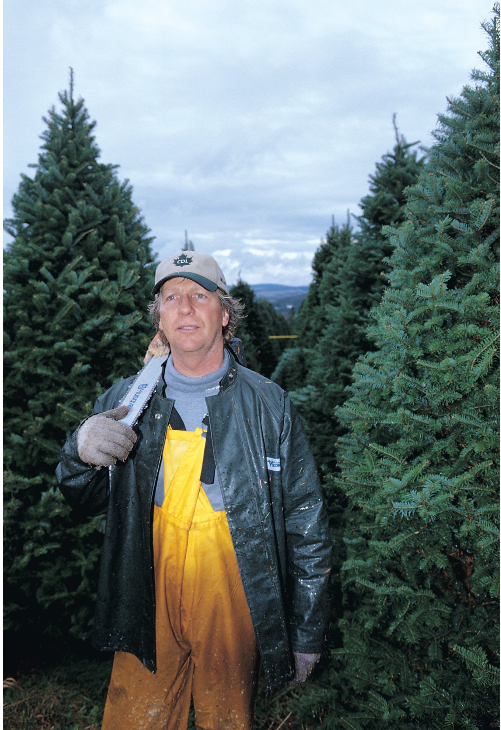 Real Christmas Trees Delivered 6 Foot Premium Balsam Fir Christmas Tre ...
